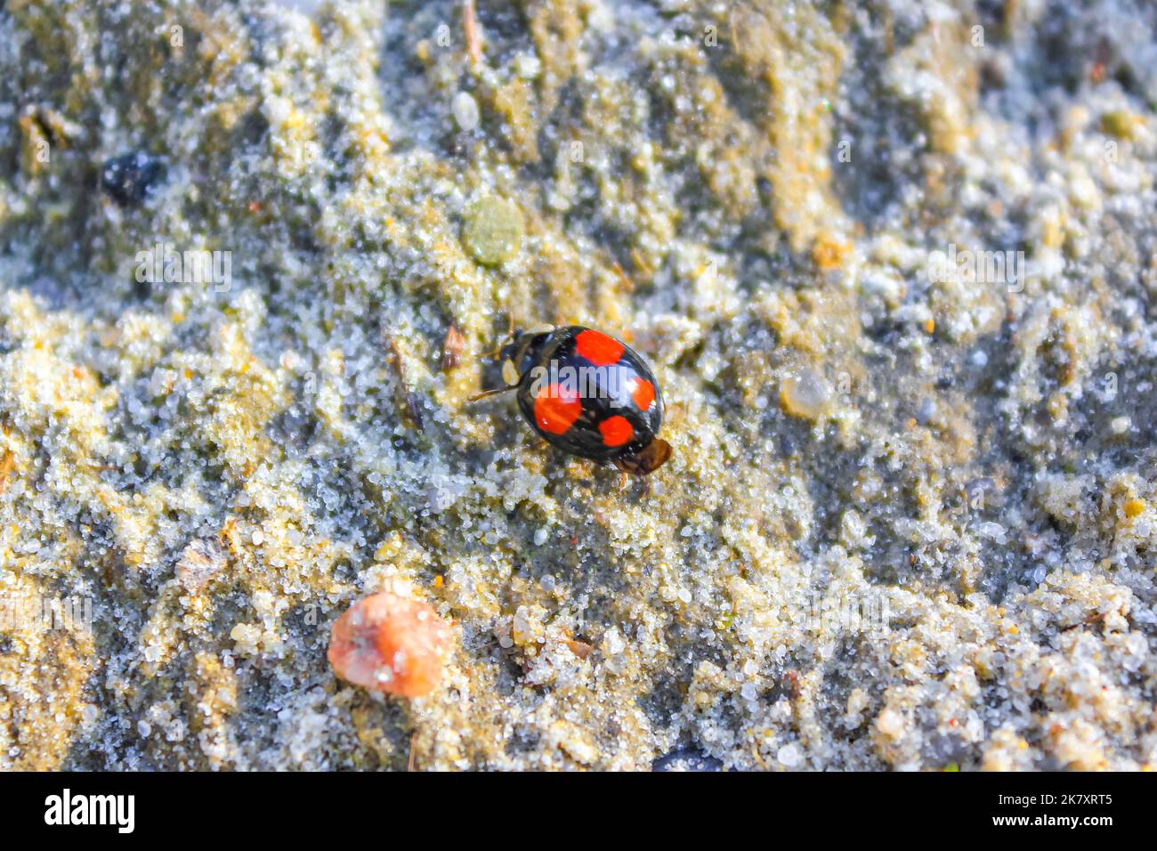 Beautiful red black and yellow ladybugs in nature in Lower Saxony ...