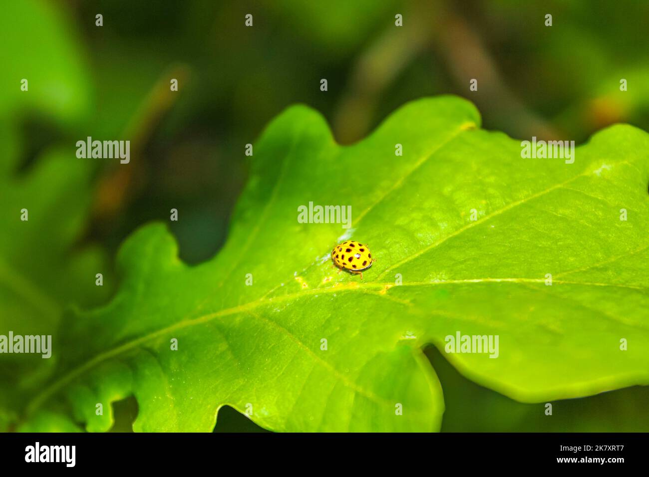 Beautiful red black and yellow ladybugs in nature in Lower Saxony ...