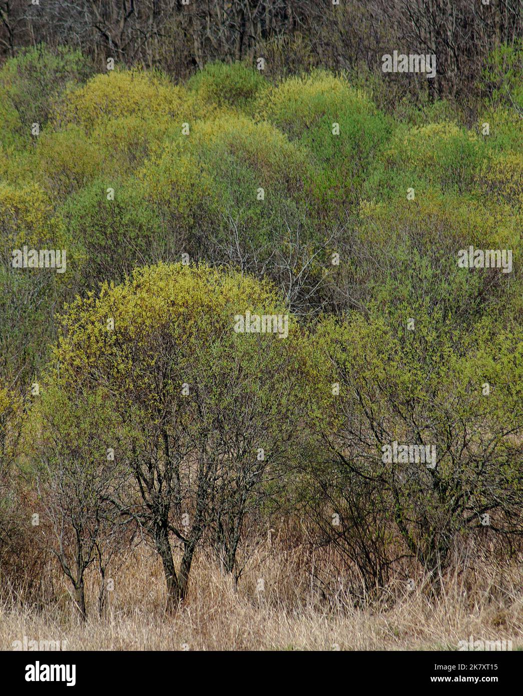 Early tree buds show a variety of greens in spring iin the Baraboo ...