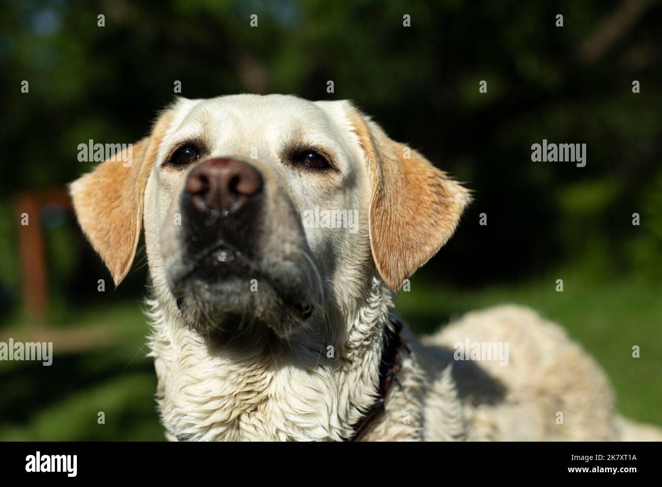 White Labrador in summer. Pet on walk. Animal on hot day. White coat ...