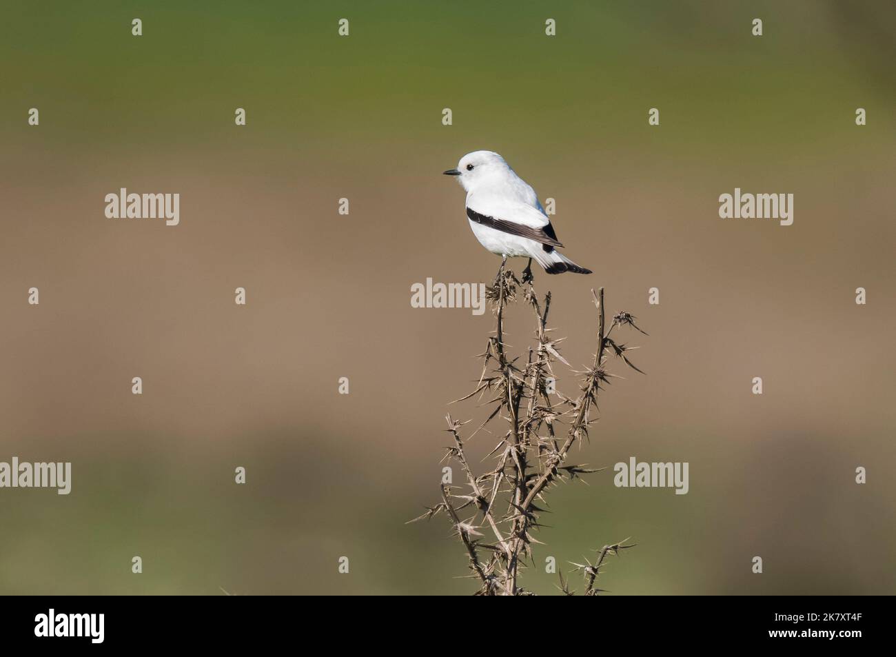 White monjita,xolmis dominicana.South America Stock Photo - Alamy