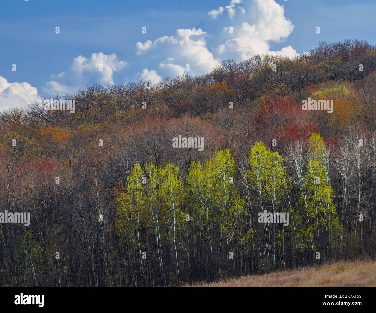 Early tree buds show a variety of colors in spring iin the Baraboo ...