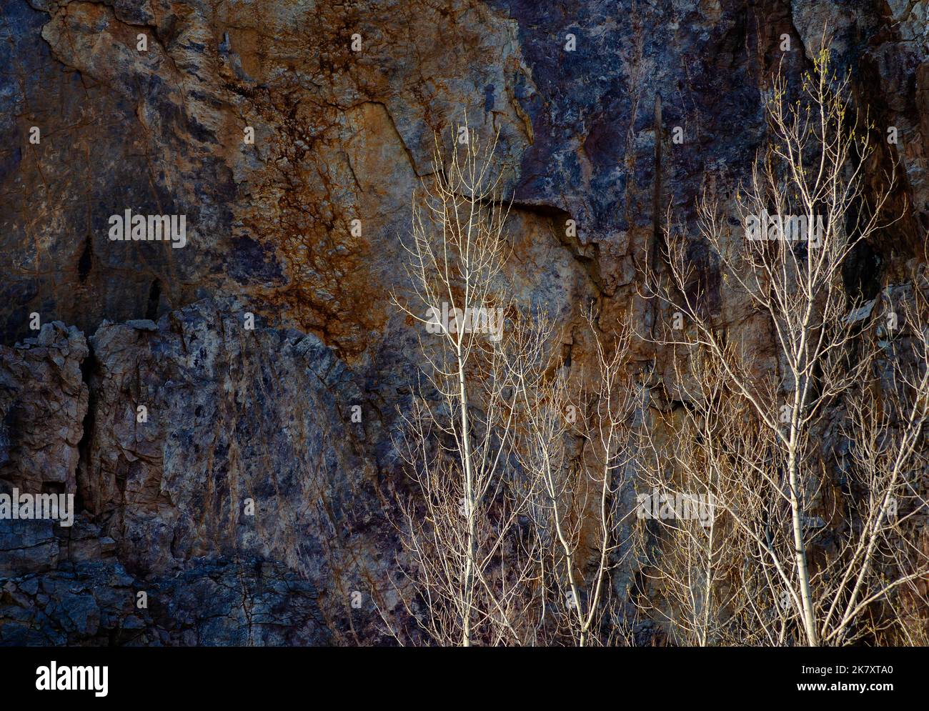 Aspen trunks and branches appear starkly against a rock face before ...