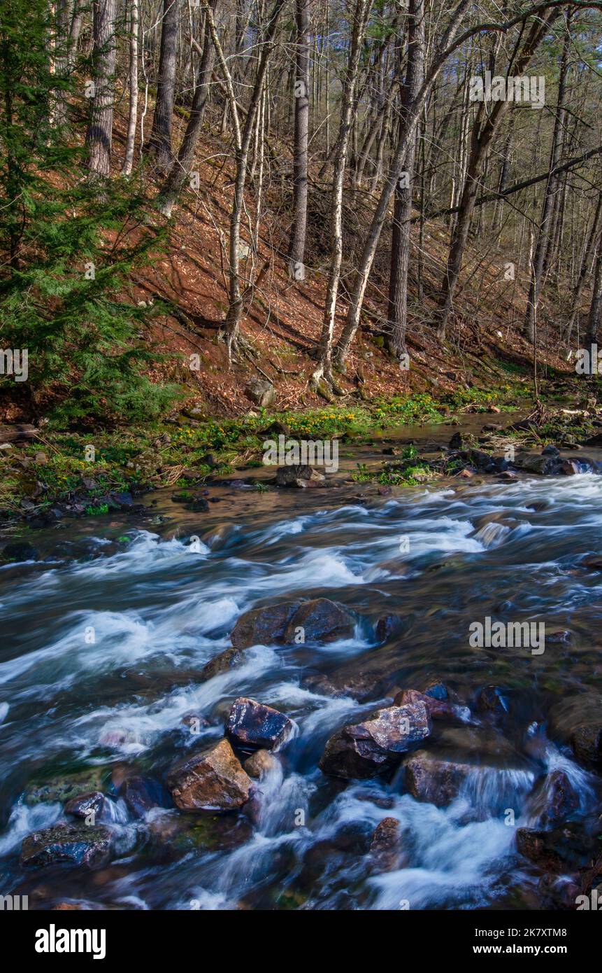 Otter Creek flows through the spring forest at Baxter's Hollow State ...