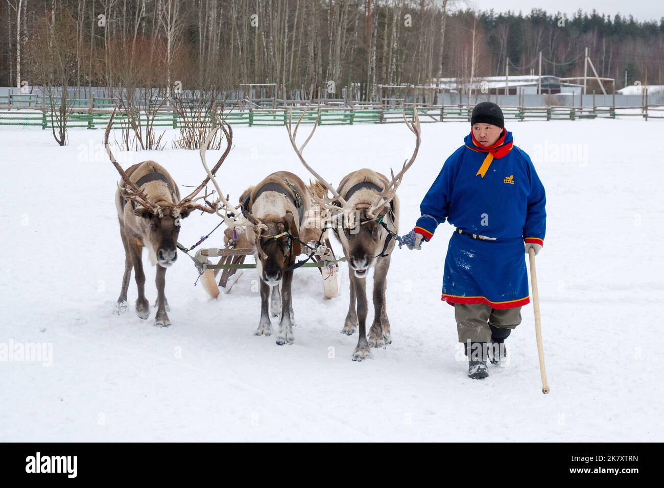 MOSCOW REGION, RUSSIA - JANUARY 28, 2017: Reindeer breeder with a team ...