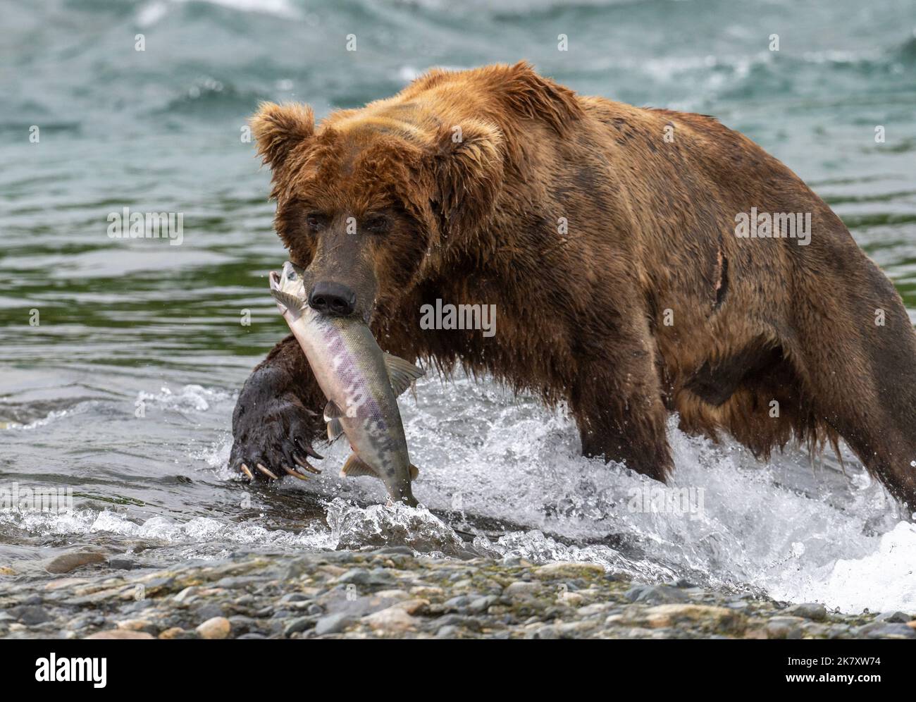 Alaskan brown bear with a salmon in its mouth at the falls in McNeil ...