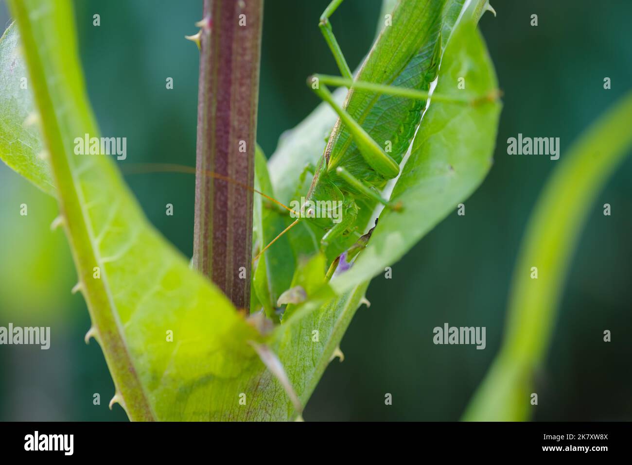 beautiful green grasshopper hiding in a plant Stock Photo - Alamy