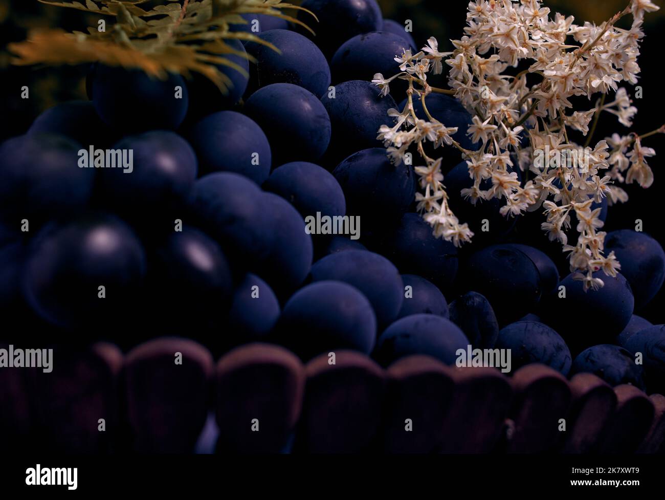 Black grapes of the Moldova variety in a wooden basket and Highlander ...