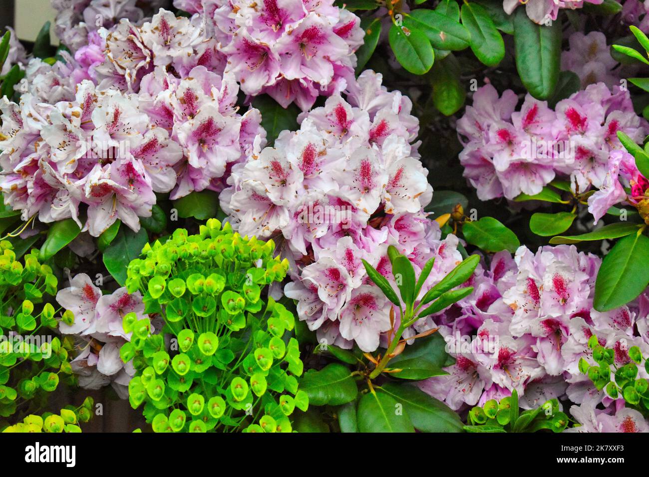 Pink Flowers Blooming in Spring Stock Photo - Alamy