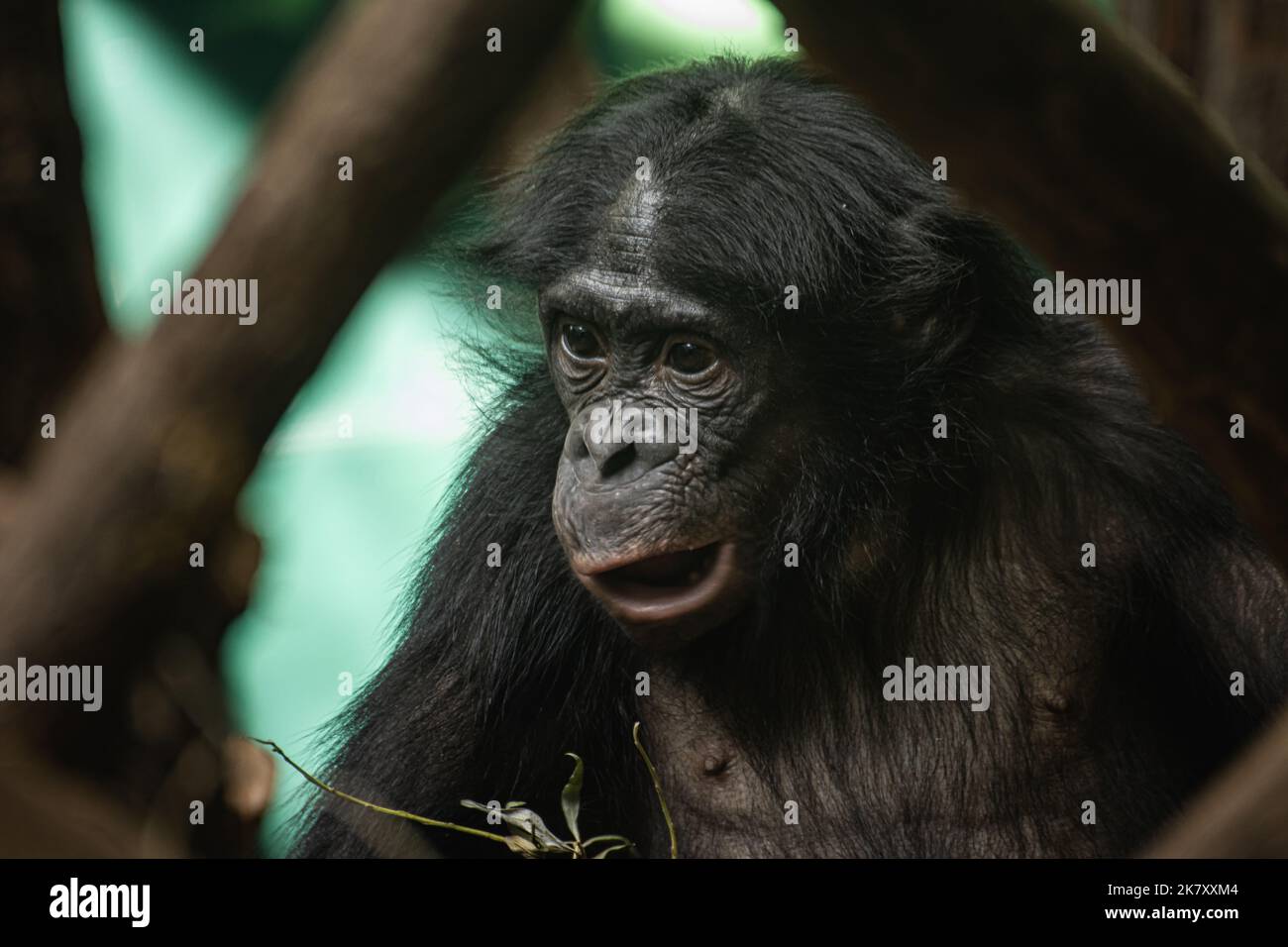 Chimpanzee head hi-res stock photography and images - Alamy