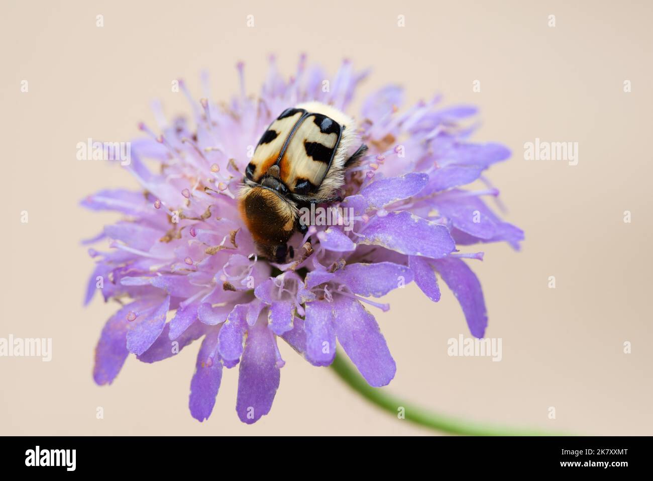 Fluffy black-spotted Bee beetle (Trichius fasciatus) on a flower ...