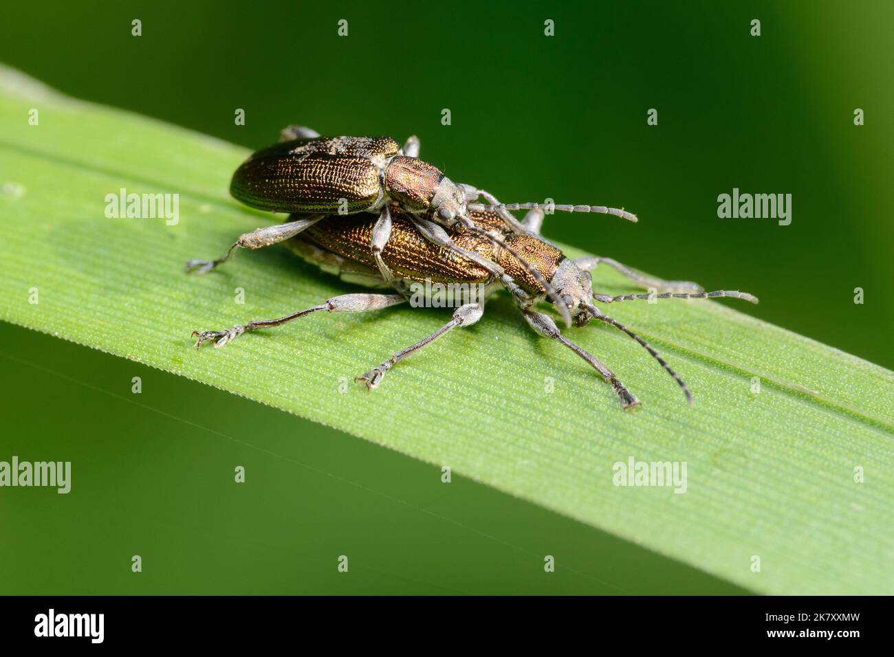 Bright shiny Reed beetles (Donacia) male and female on a leaf Stock ...