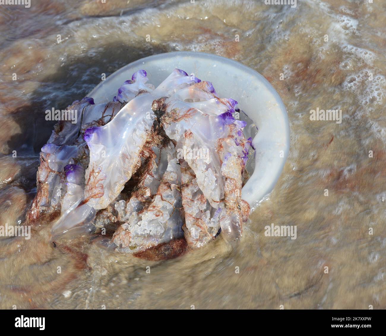 beached jellyfish with stinging tentacles on the seashore Stock Photo ...