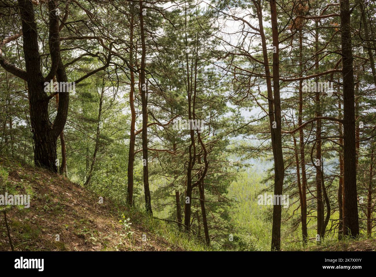 Sunny day, trees, bushes and cloudy sky on the shore of lake Polozerye ...