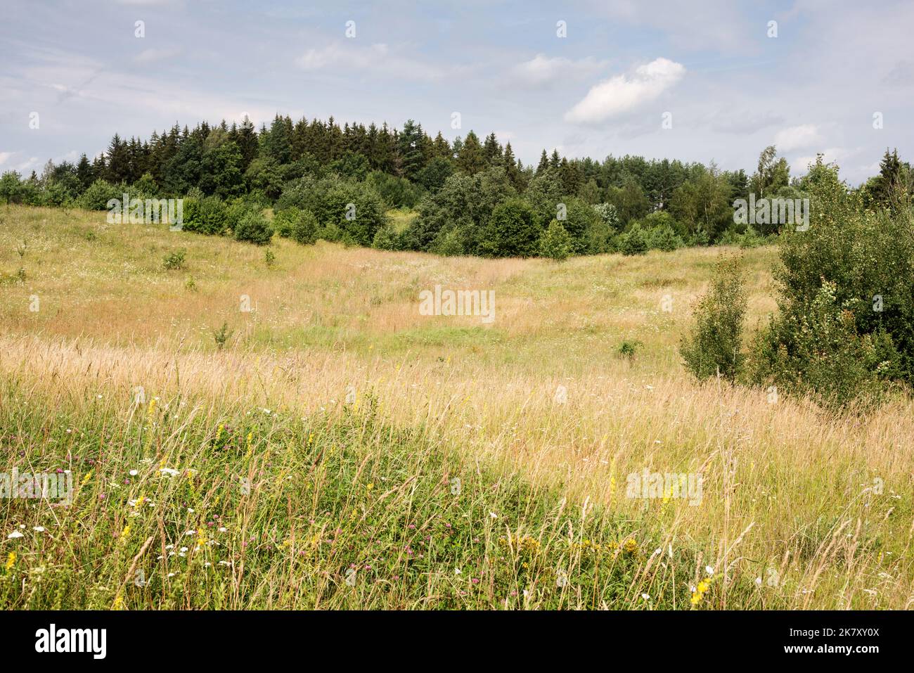 Pastoral village landscape in Belarus - meadow covered with tall grass ...