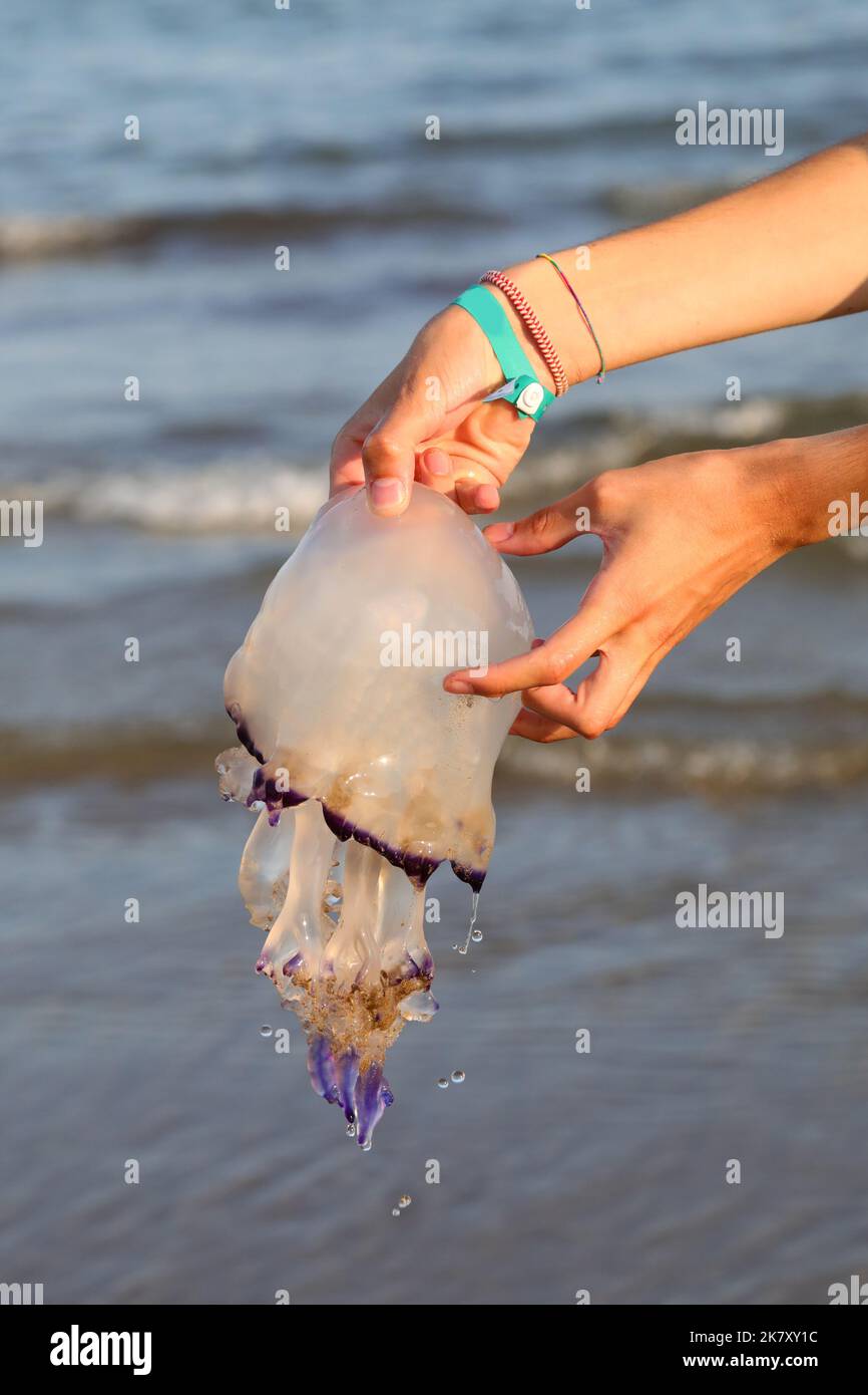 hand holding jellyfish with stinging tentacles on the seashore in ...