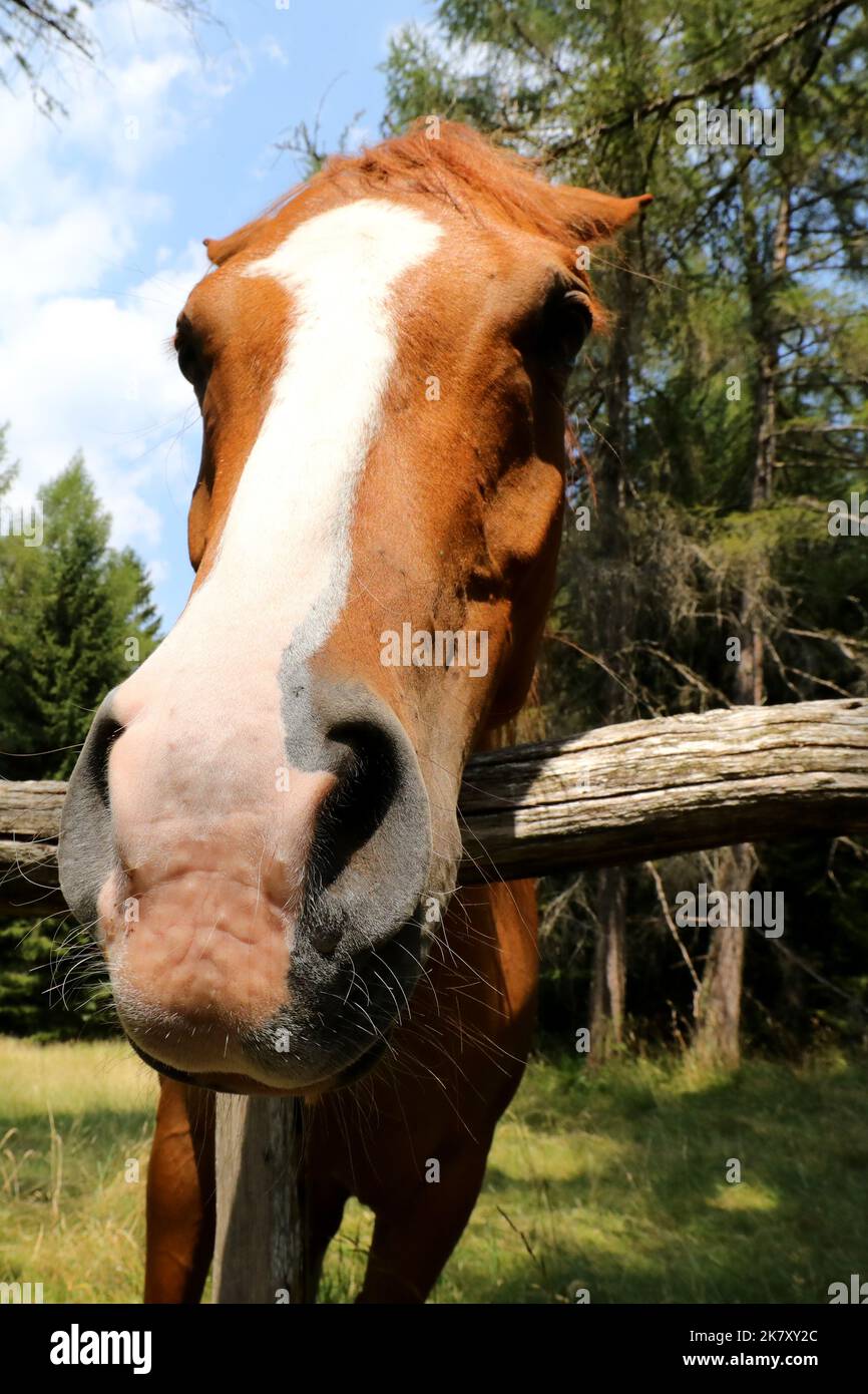 long muzzle of the horse behind the stationed in the Ranch in the ...
