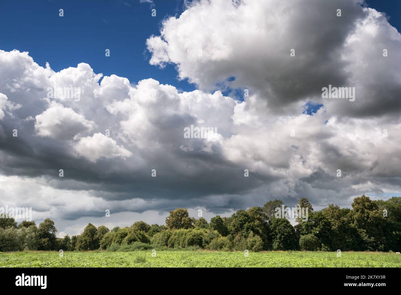 Pastoral village landscape in Belarus - meadow covered with tall grass ...
