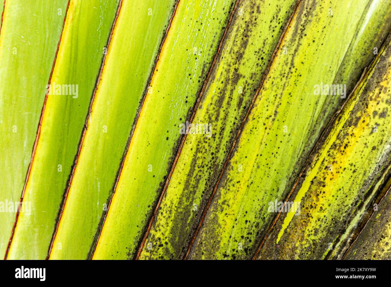 Palm Leaf Abstract at Gardens by the Bay, Singapore Stock Photo - Alamy