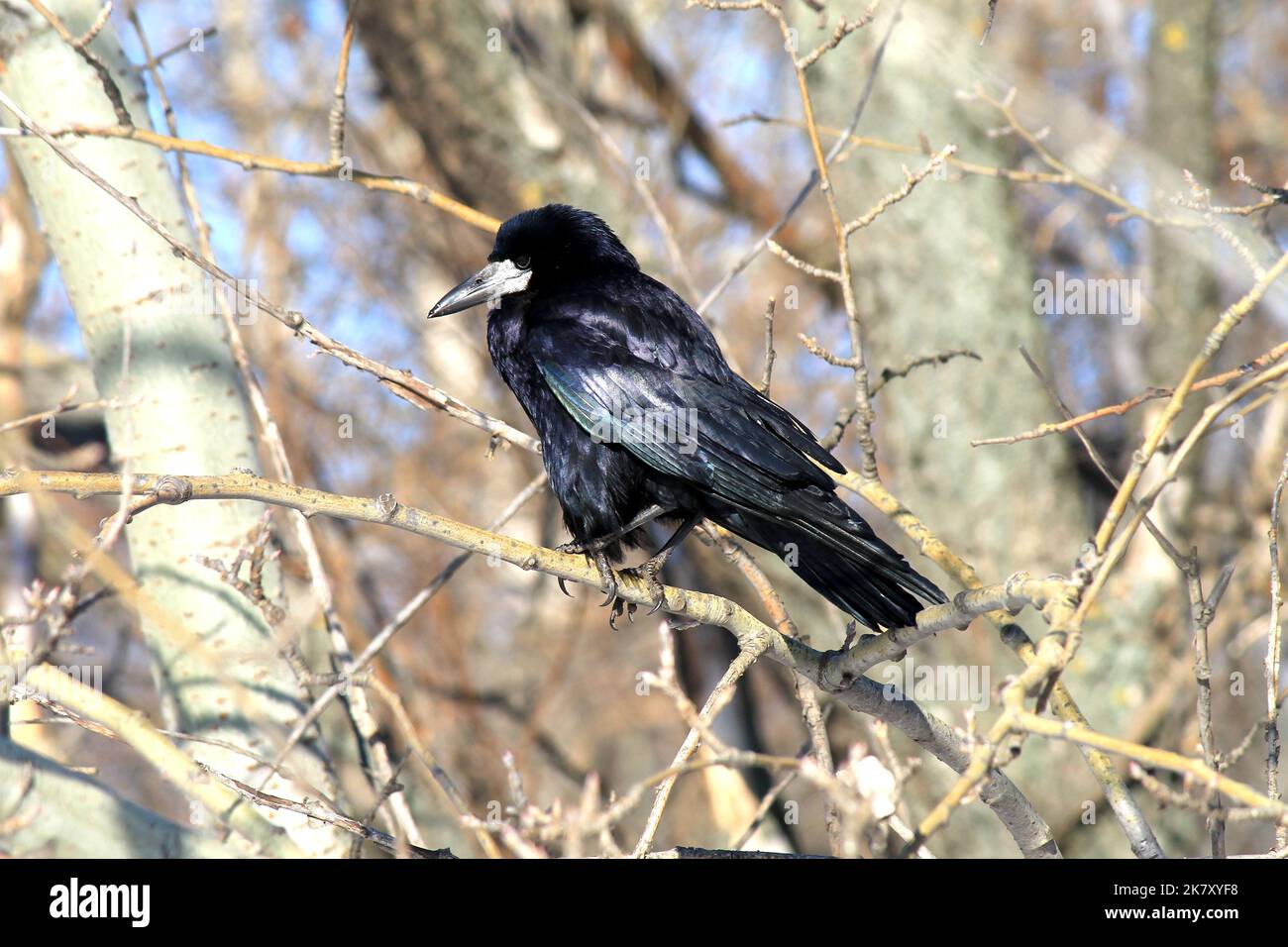 A black raven sits in autumn forest on Halloween. Black bird on a ...