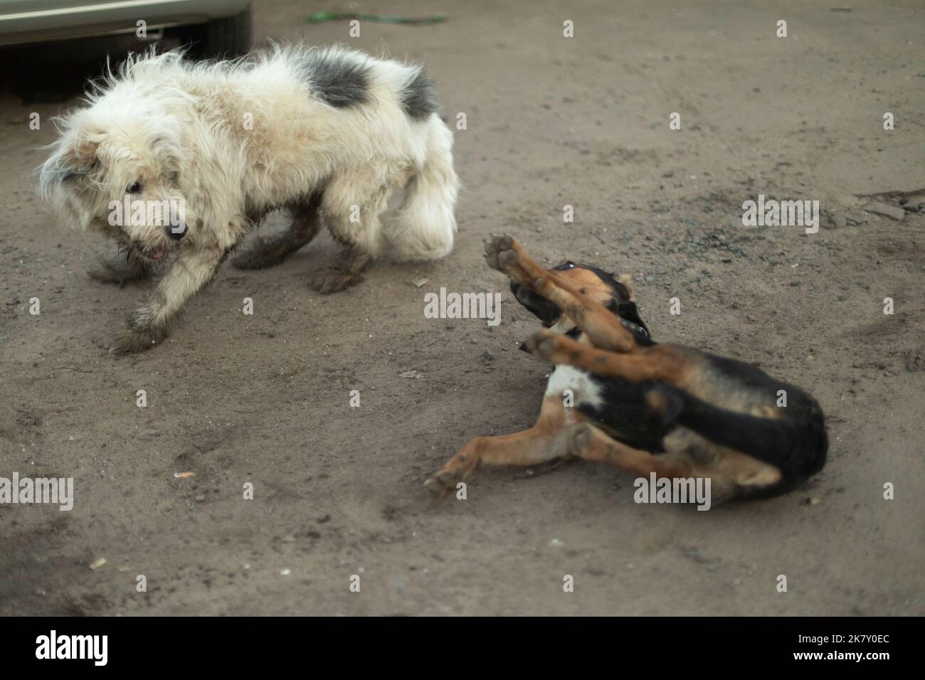 Excited animal funny hi-res stock photography and images - Alamy