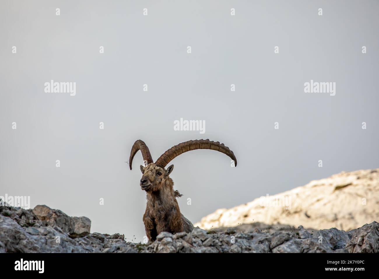 Alpine ibex picture taken in Julian alps, Slovenia Stock Photo - Alamy