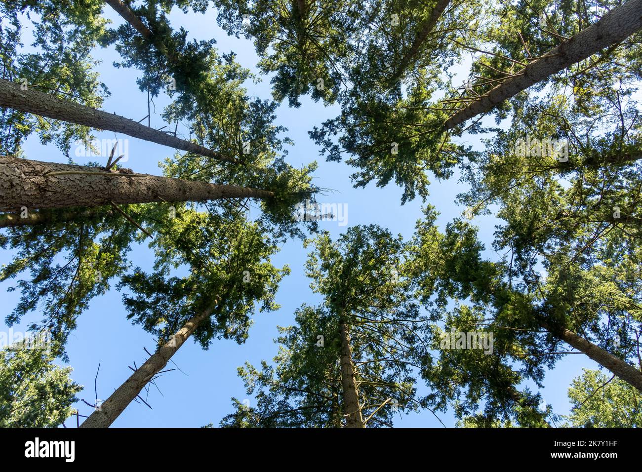 Spring colours pine trees hi-res stock photography and images - Alamy