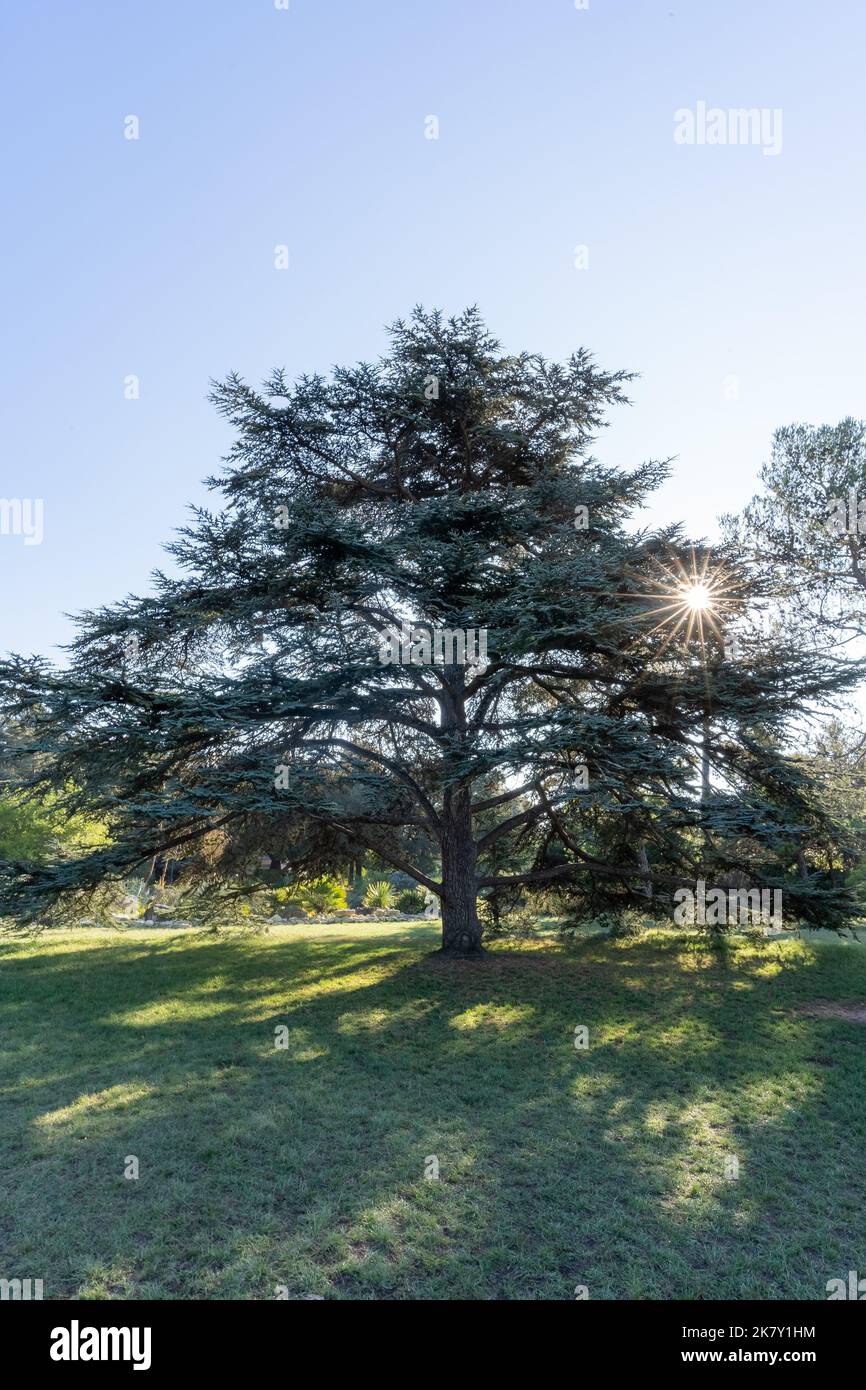 Giant cypress tree hi-res stock photography and images - Alamy