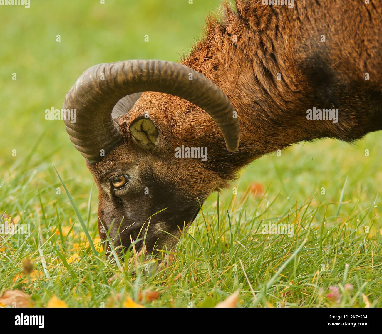 Close-up profile portrait of an adult male mouflon head with huge horns ...