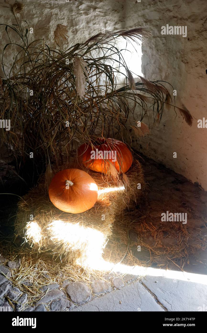 Pumpkins and harvest festival display at St Fagans Museum of History ...