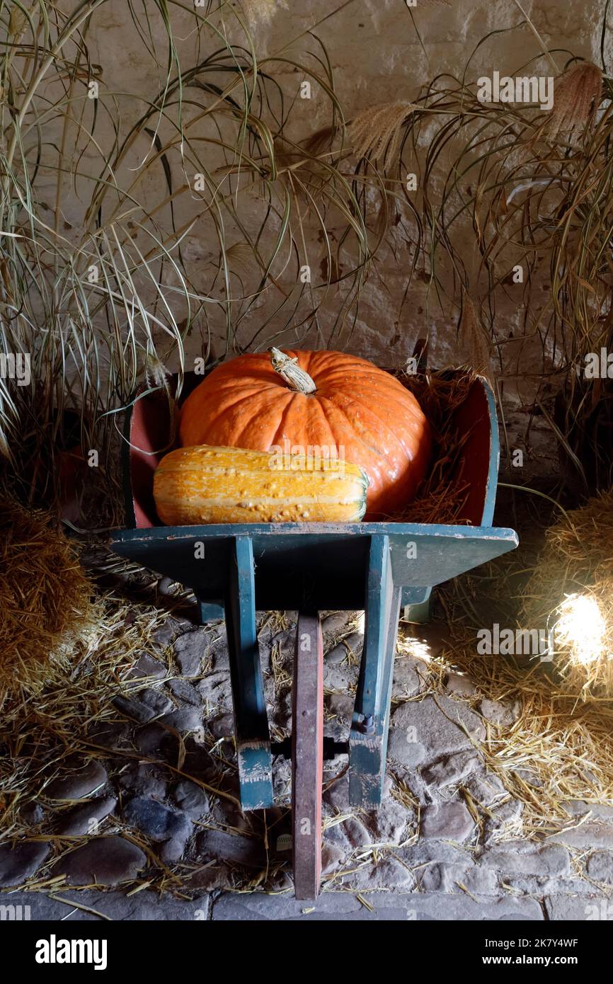 Pumpkins and harvest festival display at St Fagans Museum of History ...