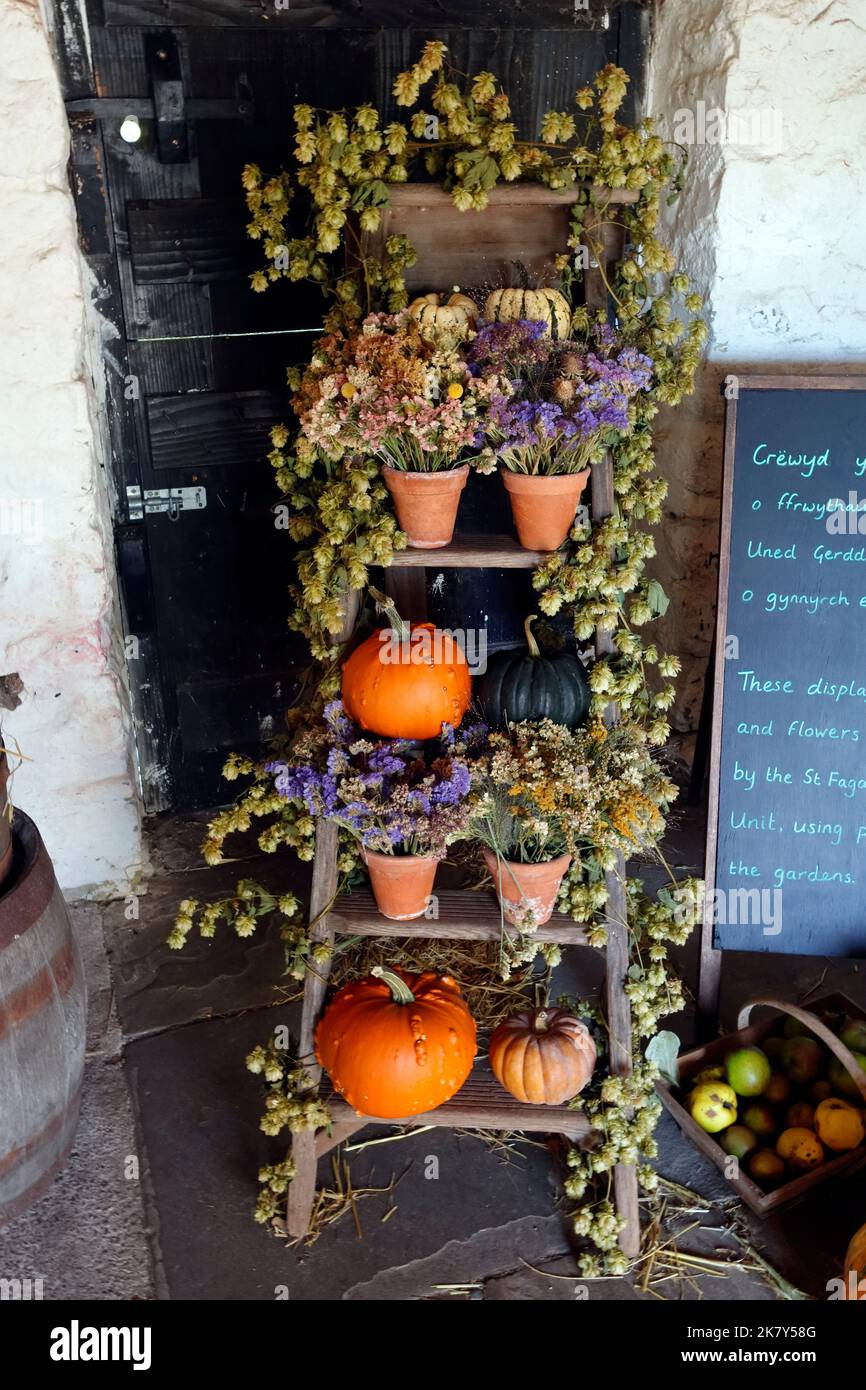 Pumpkins and harvest festival display at St Fagans Museum of History ...