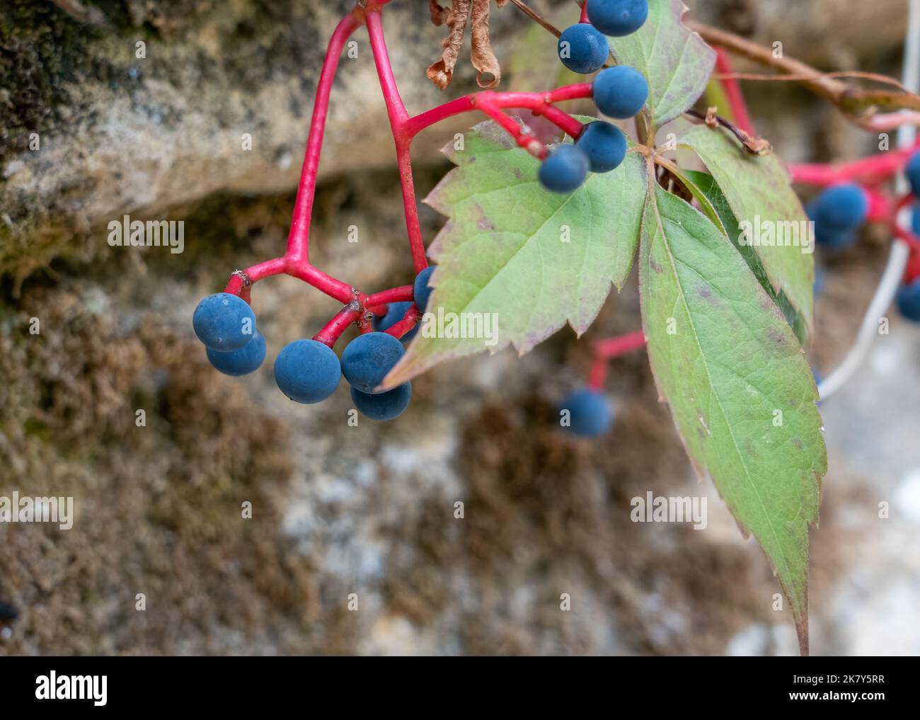 detailed close-up of summer berries on a virginia creeper vine ...