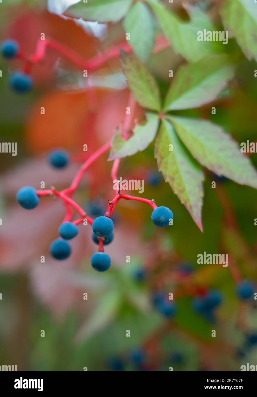 detailed close-up of summer berries on a virginia creeper vine ...