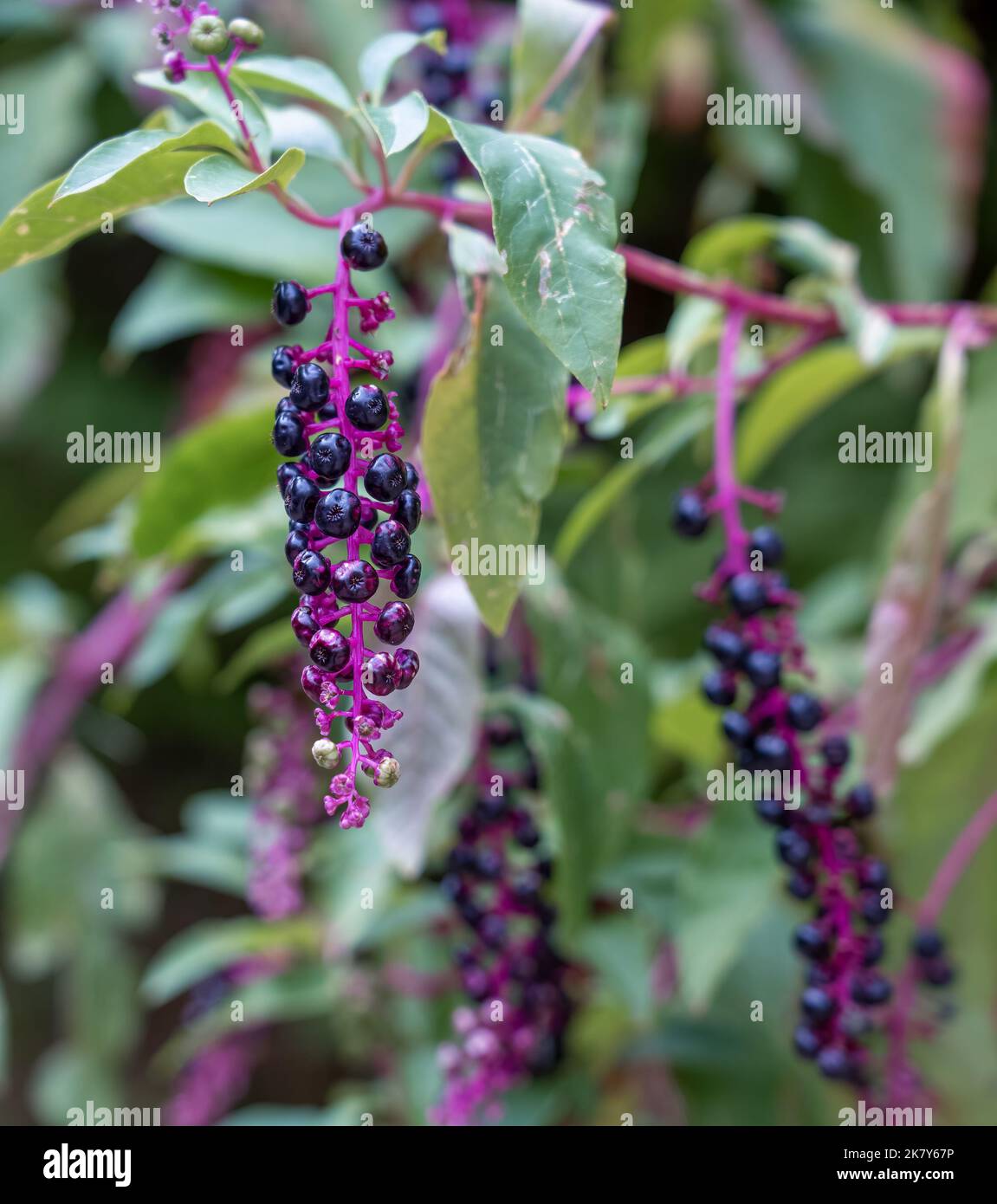 detailed close-up of berries on an Pokeweed raceme (dragonberries, inkberries, poke sallet ...