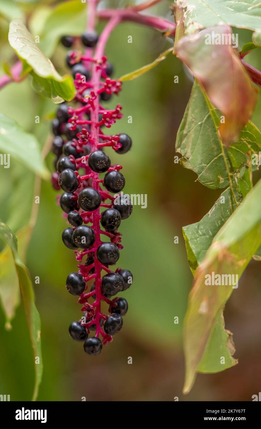 detailed close-up of berries on an Pokeweed raceme (dragonberries, inkberries, poke sallet ...
