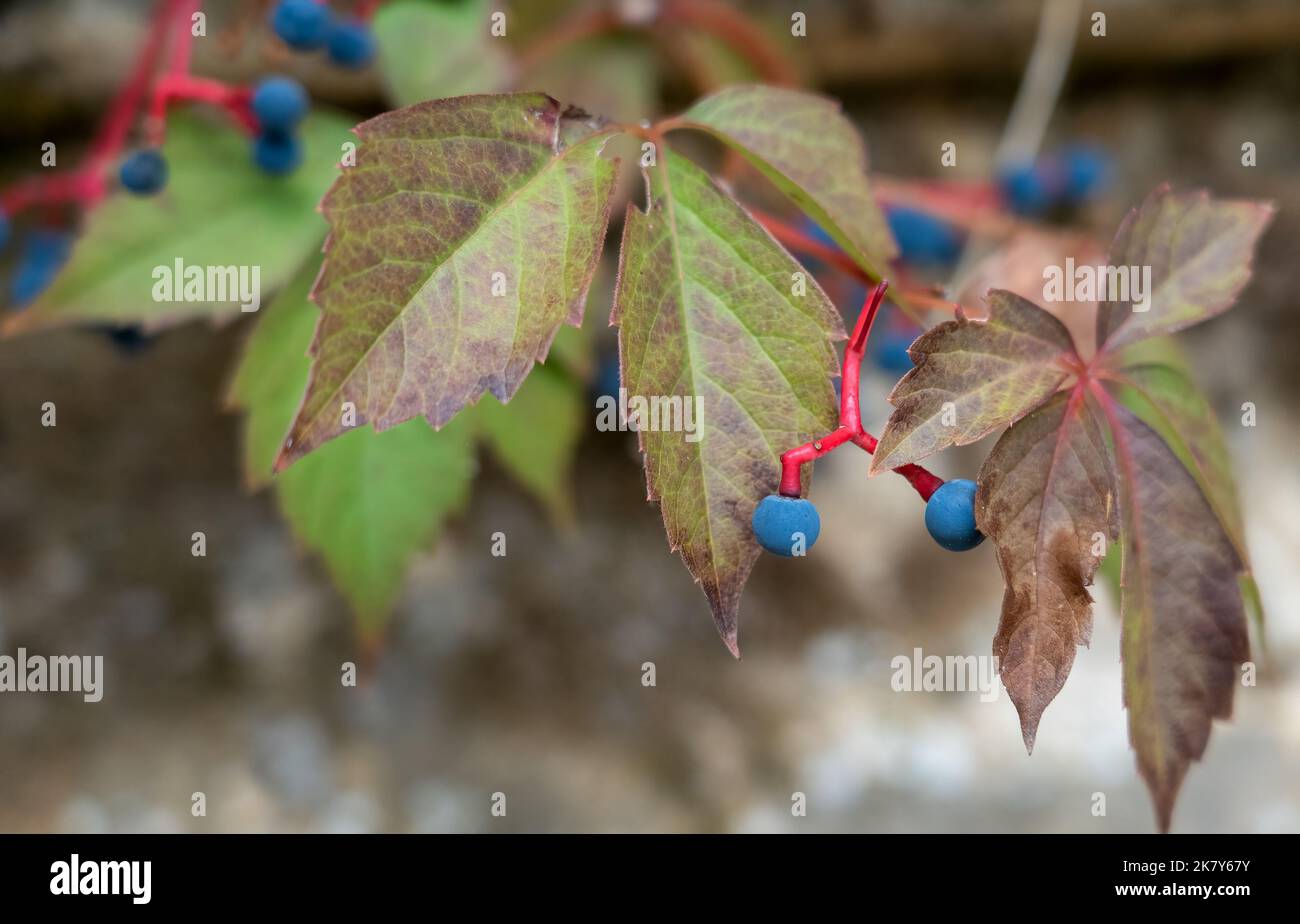 detailed close-up of summer berries on a virginia creeper vine ...
