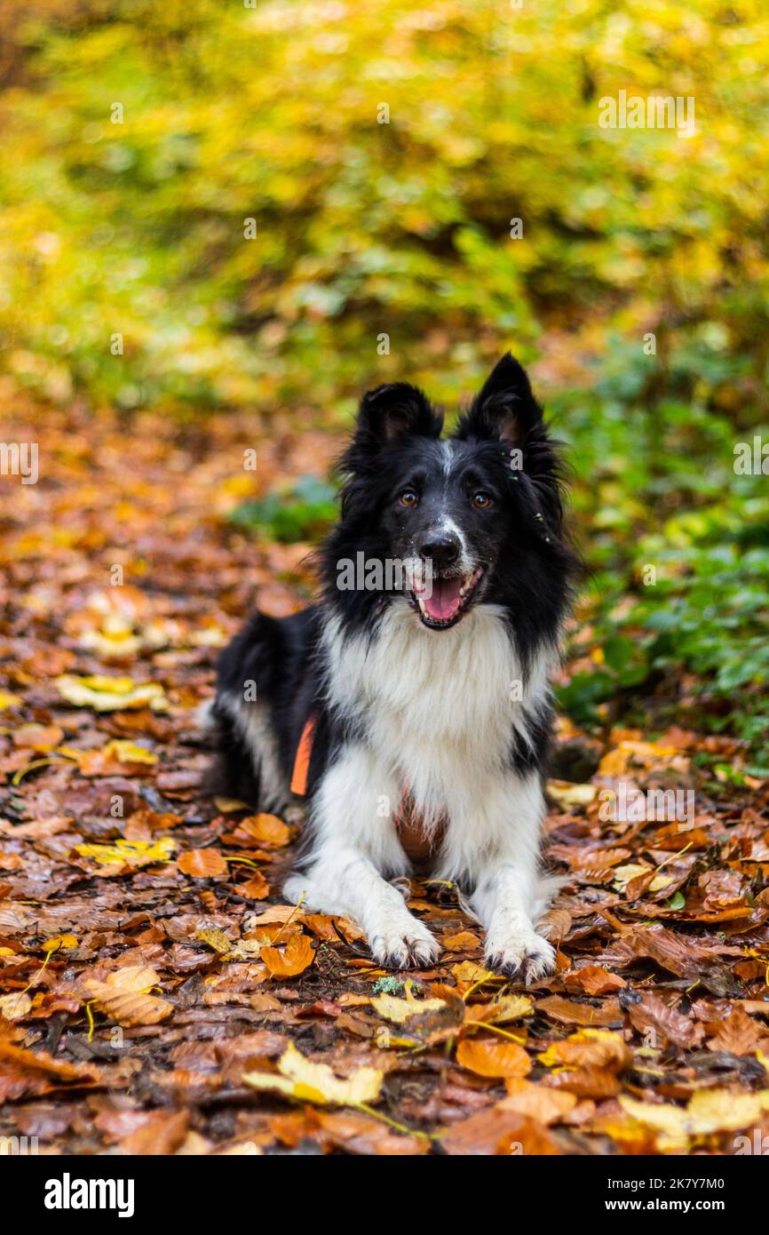 Collie breed dog on a bench in autumn colorful forest Stock Photo - Alamy