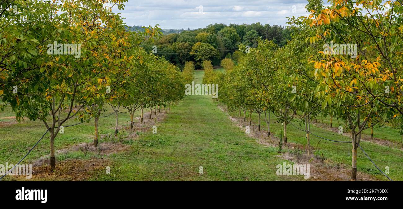 rows of Walnut trees (Juglans) in an orchard Stock Photo - Alamy