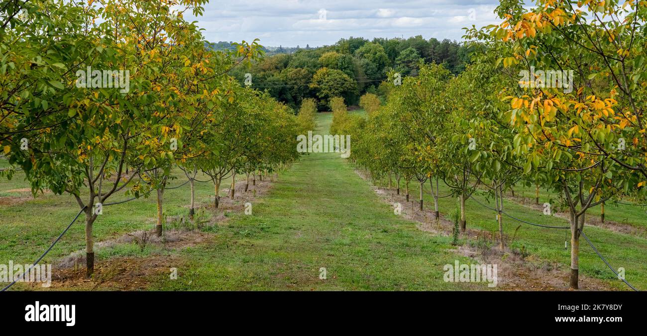 rows of Walnut trees (Juglans) in an orchard Stock Photo - Alamy
