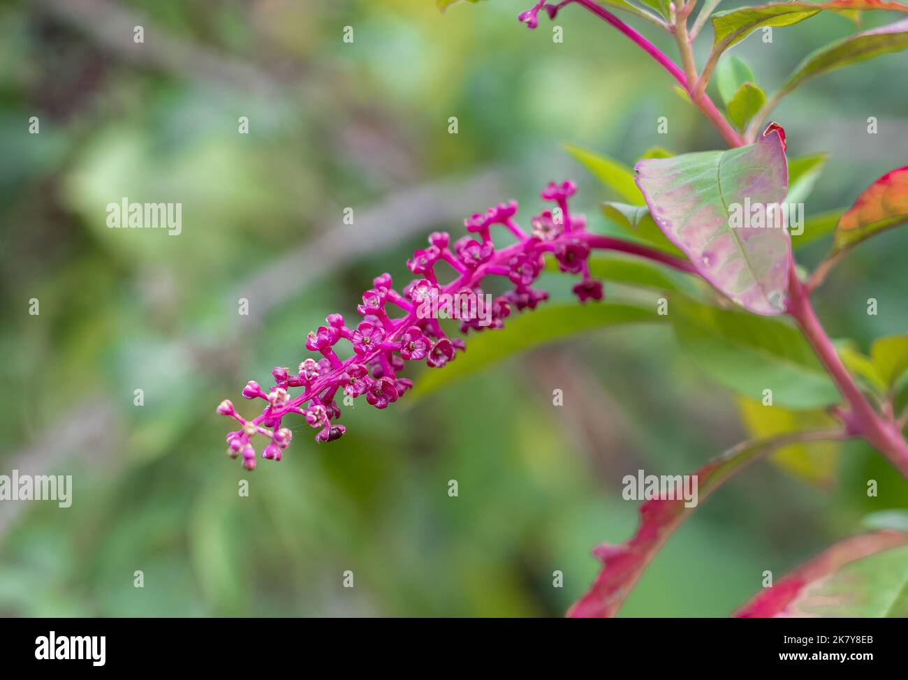 detailed close-up of Pokeweed raceme (dragonberries, inkberries, poke ...