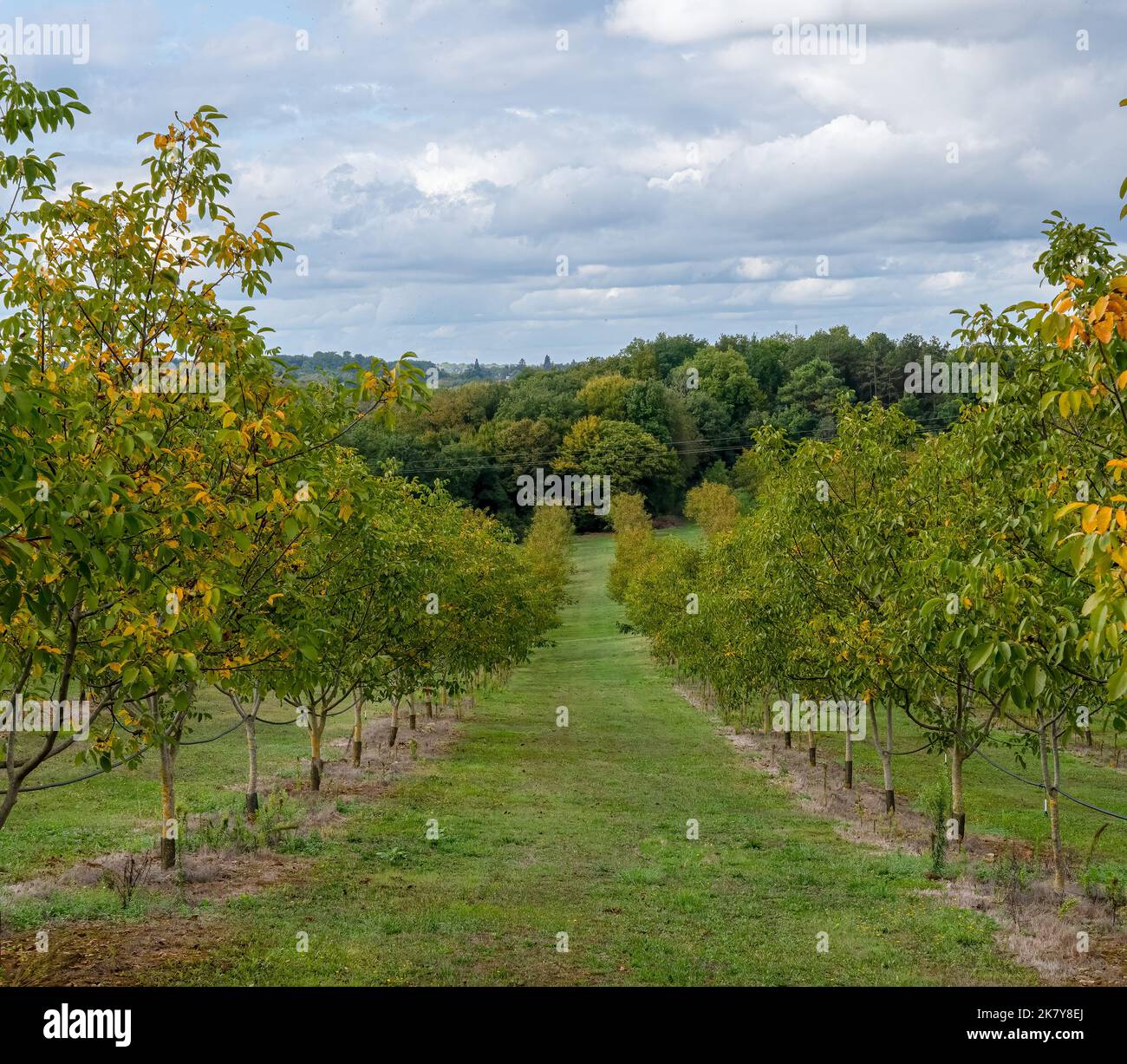 rows of Walnut trees (Juglans) in an orchard Stock Photo - Alamy