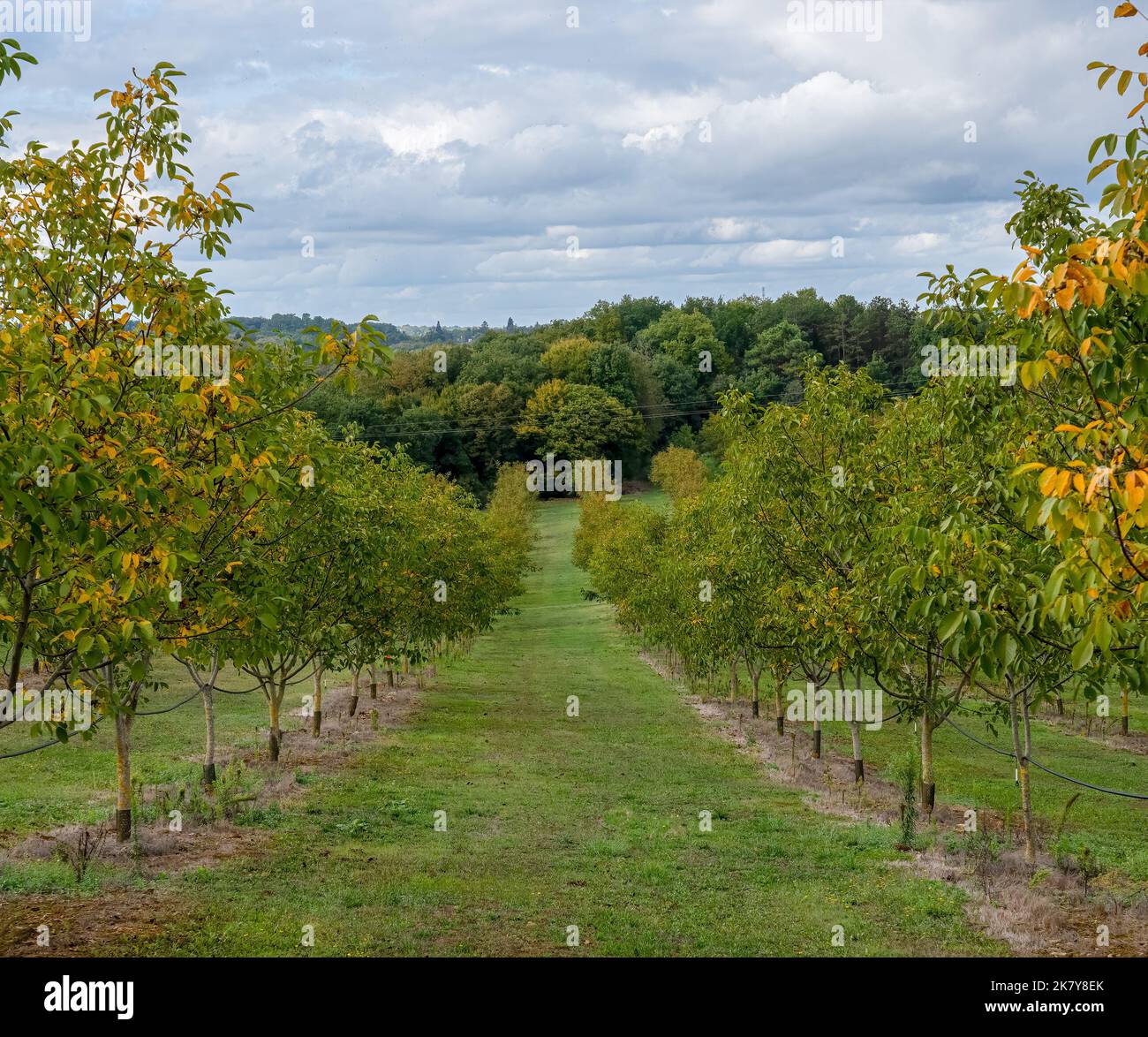 rows of Walnut trees (Juglans) in an orchard Stock Photo - Alamy