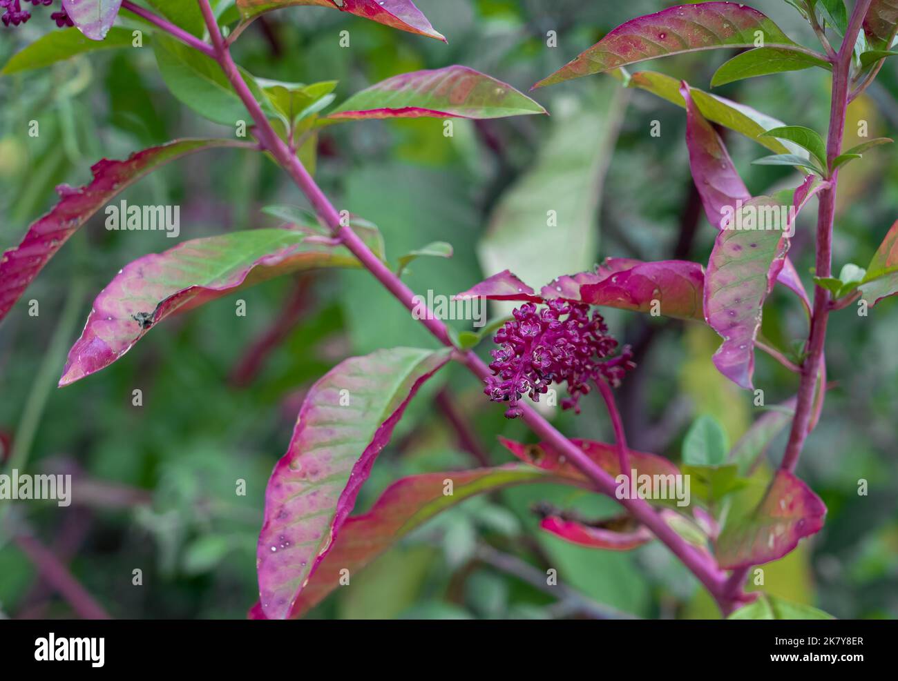 detailed close-up of Pokeweed raceme (dragonberries, inkberries, poke ...
