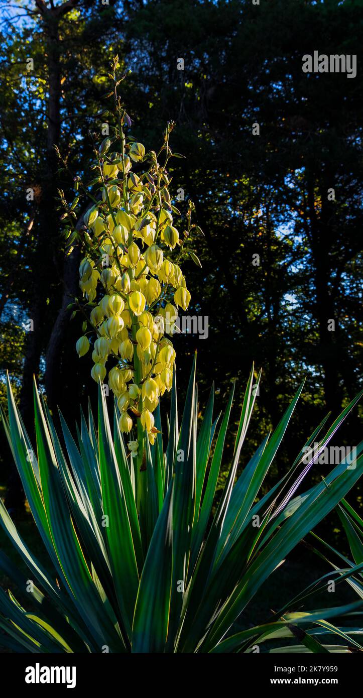 close-up of a flowering Twisted Yucca (Rock Yucca, Texas Yucca, Yucca ...