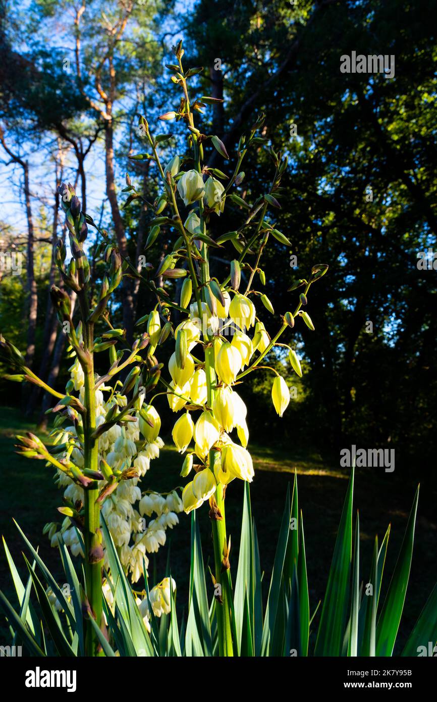 close-up of a flowering Twisted Yucca (Rock Yucca, Texas Yucca, Yucca ...