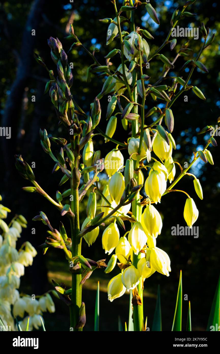 close-up of a flowering Twisted Yucca (Rock Yucca, Texas Yucca, Yucca ...