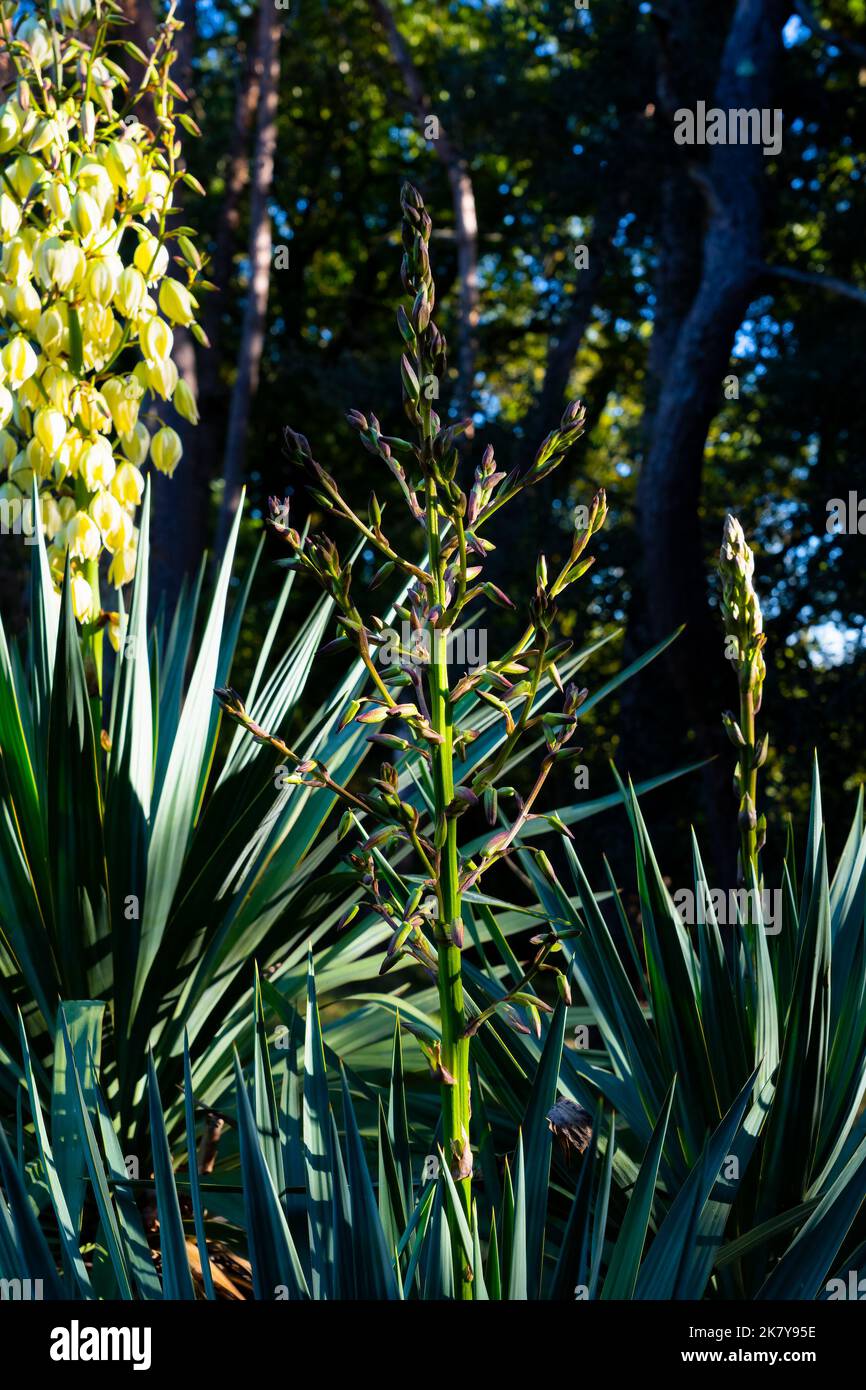 close-up of a flowering Twisted Yucca (Rock Yucca, Texas Yucca, Yucca ...