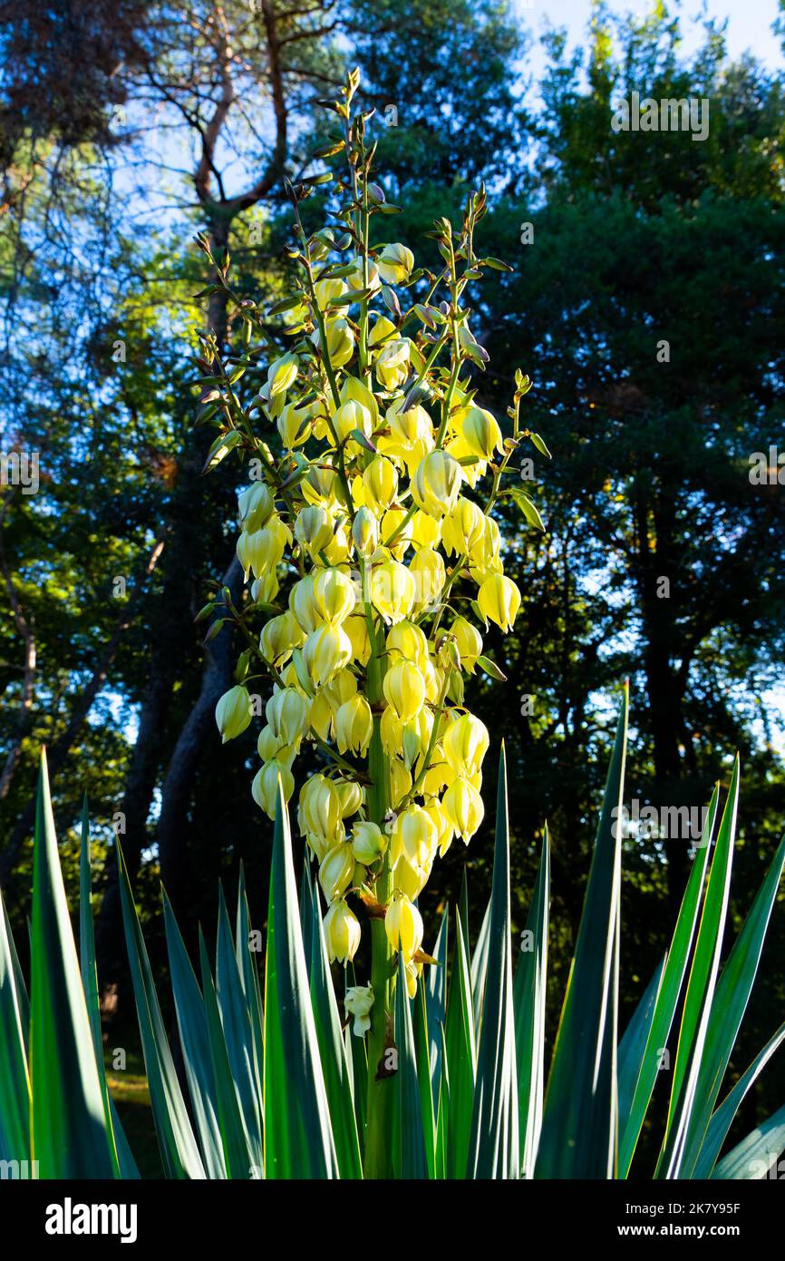 close-up of a flowering Twisted Yucca (Rock Yucca, Texas Yucca, Yucca ...