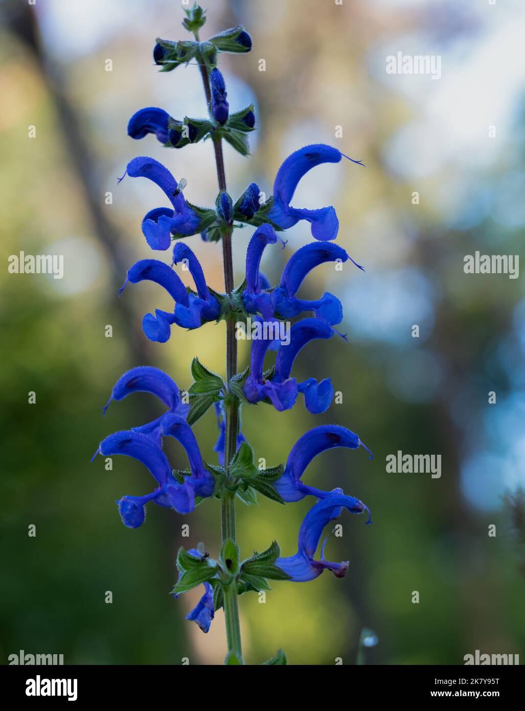 detailed close-up of Salvia patens 'Royal Blue' gentian sage in summer ...